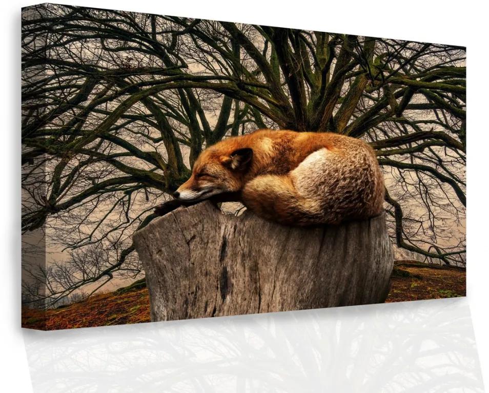 Malvis ® Obraz - Spící liška Velikost: 90x60 cm