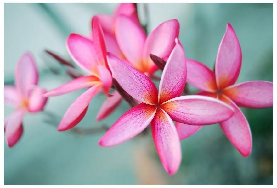 Fototapeta Pink Plumeria 104x70