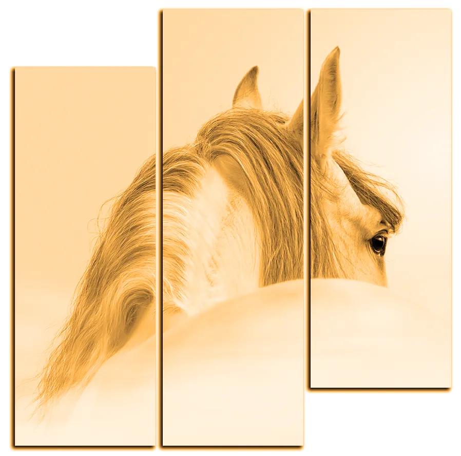 Obraz na plátně - Andaluský kůň v mlze - čtverec 3219FC (75x75 cm)