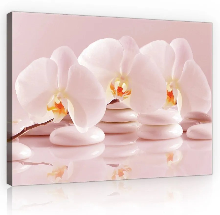 Postershop Obraz na plátně: Růžové orchideje - 75x100 cm