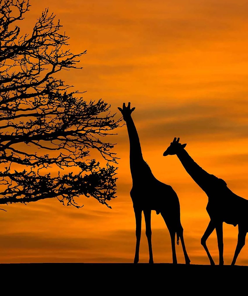 Obraz žirafy v Africe Velikost (šířka x výška): 120x80 cm