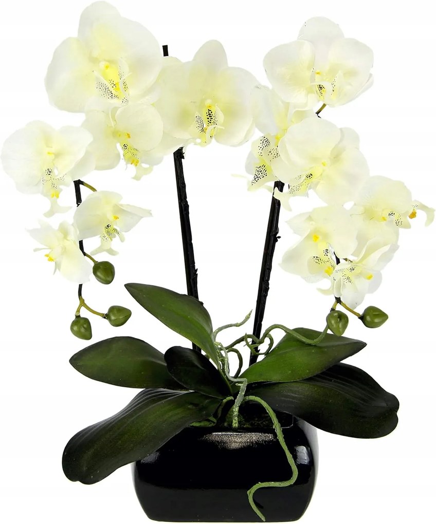 2 x Orchidej v květináči orchidej 2 kusy