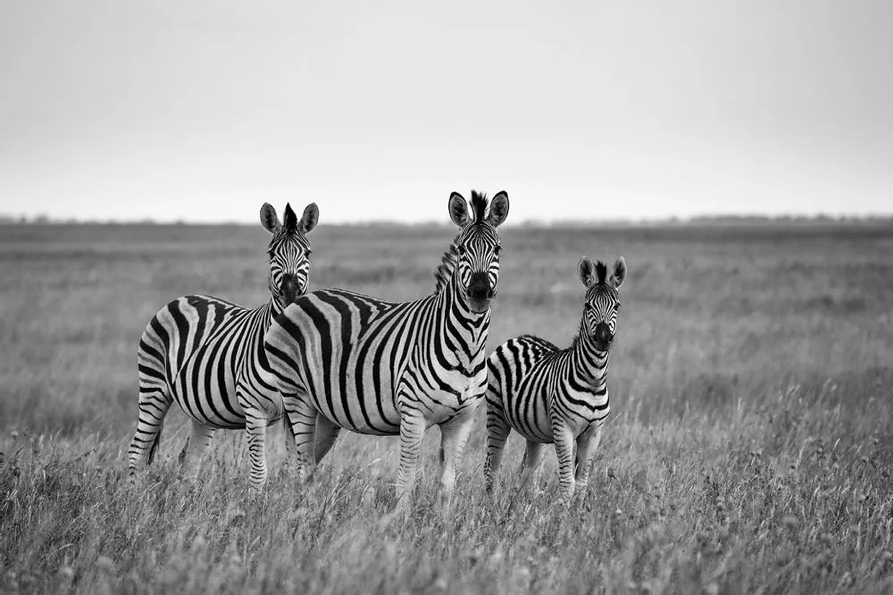 Samolepící fototapeta tři černobílé zebry v savanu - 150x100 cm