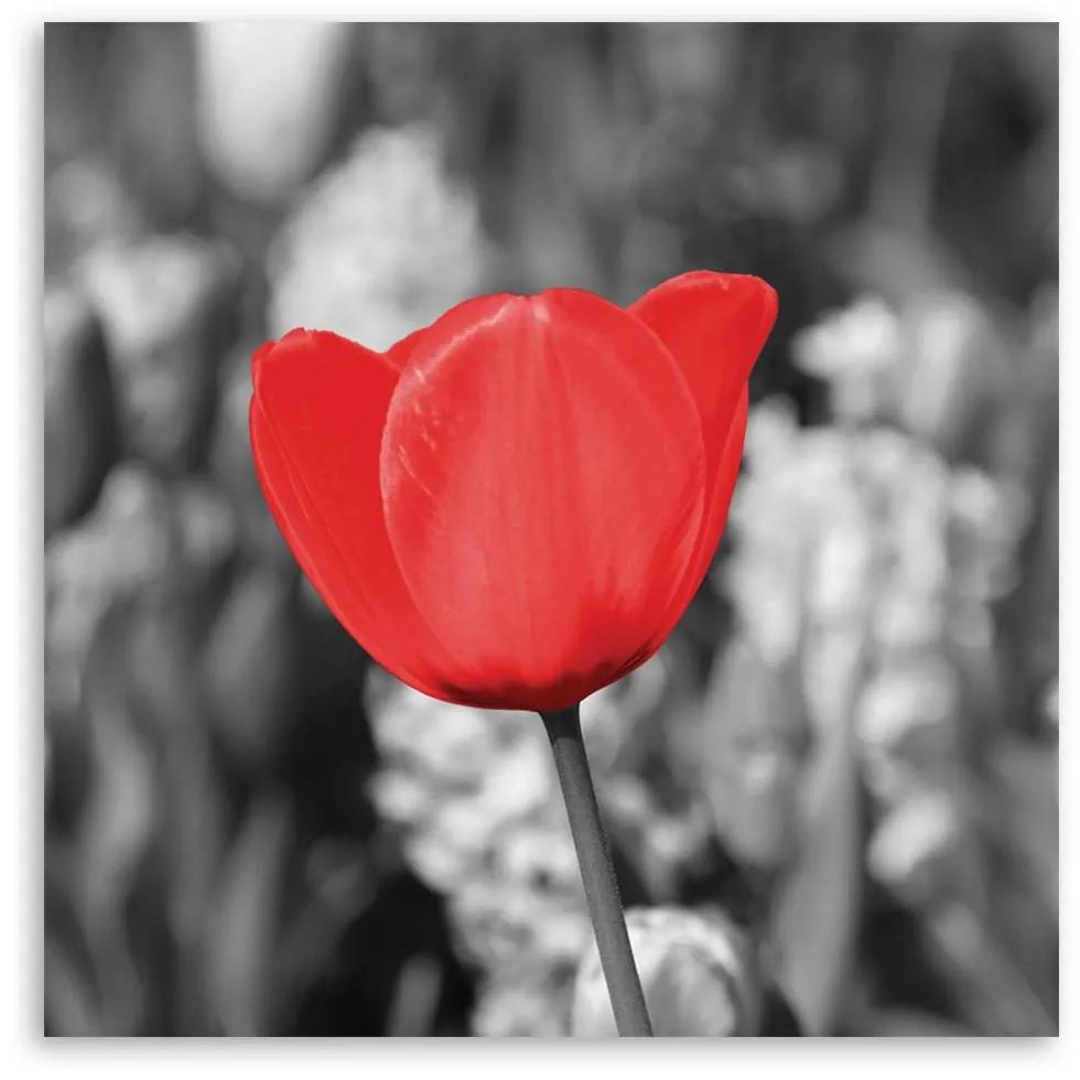 Gario Obraz na plátně Červený tulipán na louce Rozměry: 30 x 30 cm