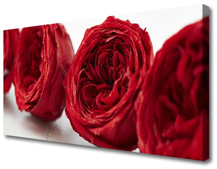 Obraz na plátně Růže Květiny Rostlina 100x50cm