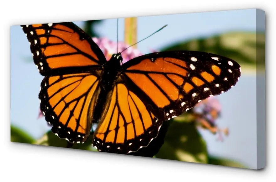 Obrazy na plátně barevný motýl 100x50cm