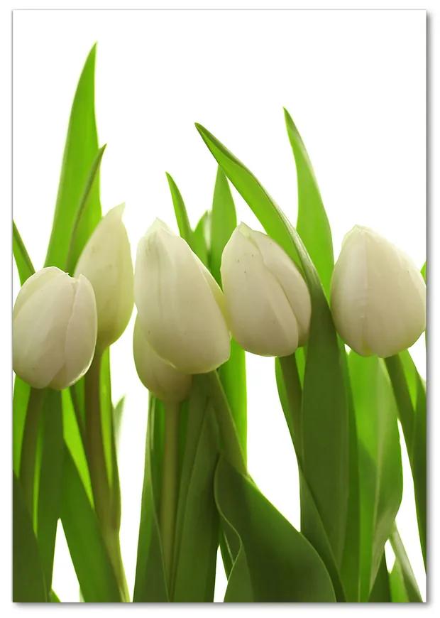 Wallmuralia Foto obraz akryl do obýváku Bílé tulipány 70x100 cm