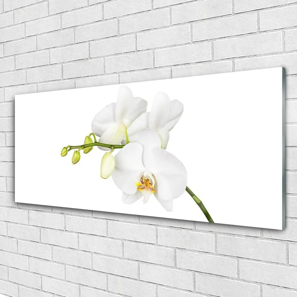 Plexisklo-obraz Orchidej Květiny Příroda 125x50 cm