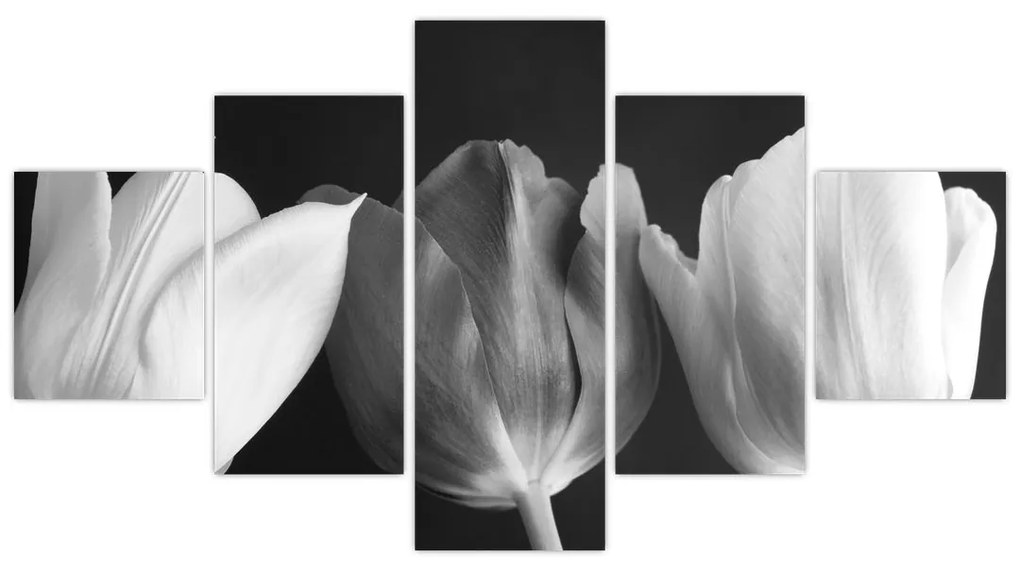 Obraz - Černobílé květy tulipánů (125x70 cm)
