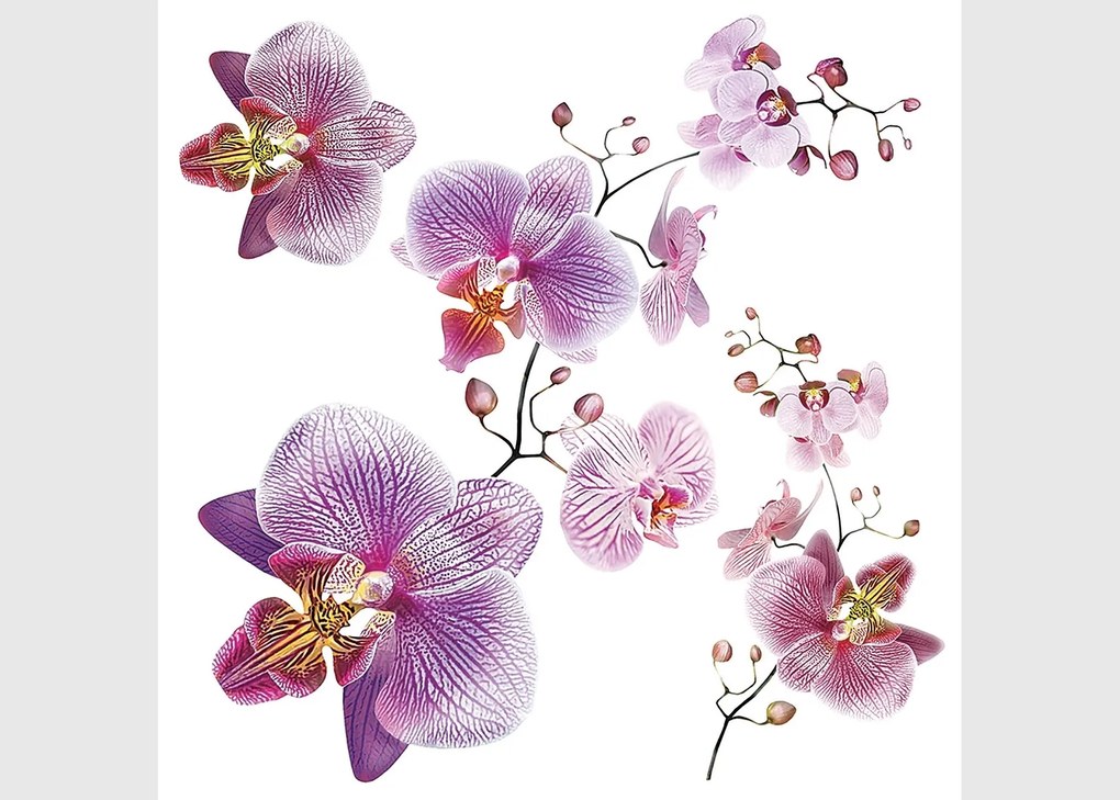 Samolepka na zeď Orchideje | 30 x 30 cm | DSS3859