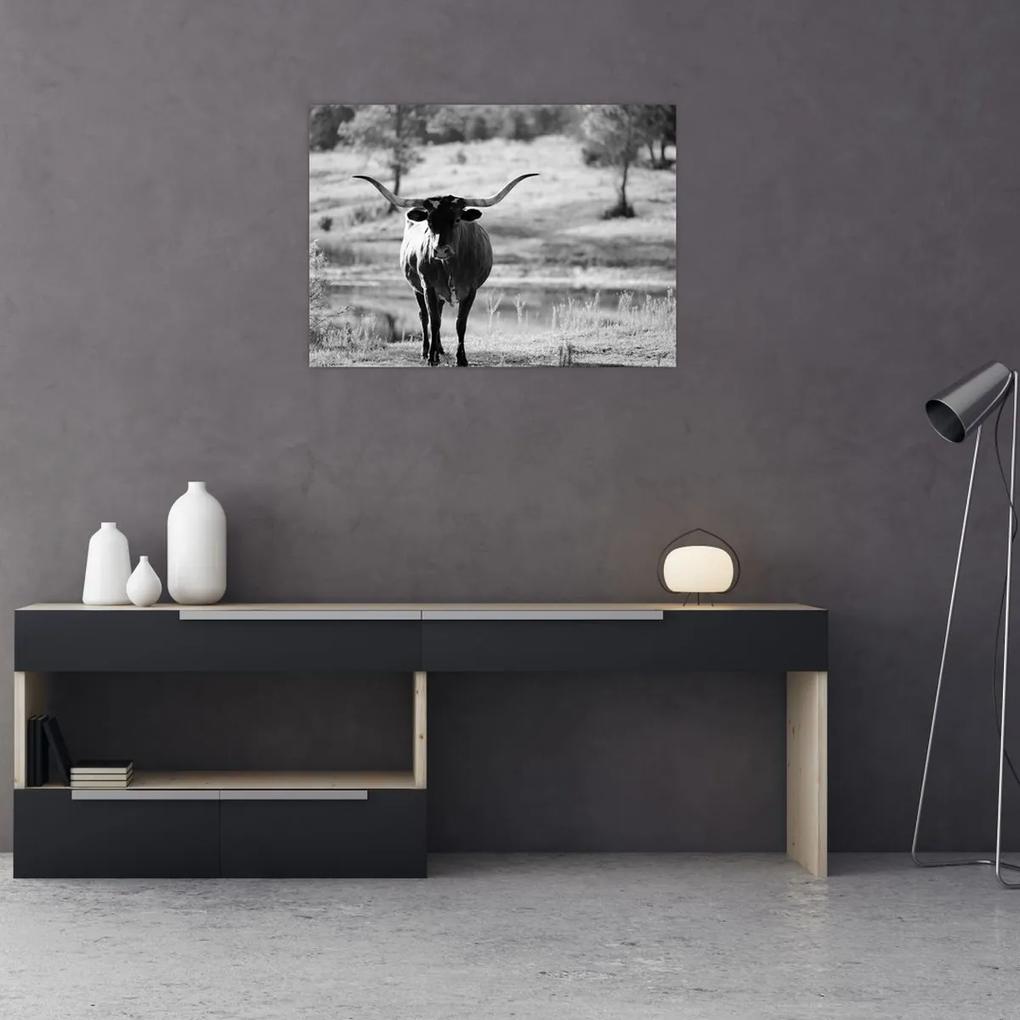Obraz - Kráva, černobílá (70x50 cm)