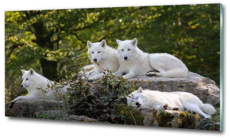 Wallmuralia Foto-obraz na skle horizontální Bílí vlci a skála 100x50