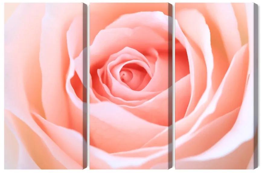 Vícedílný obraz Pastelová Růže Na 3D Makro Měřítku Nedostatek Nedostatek Přírodní plátno 180x120