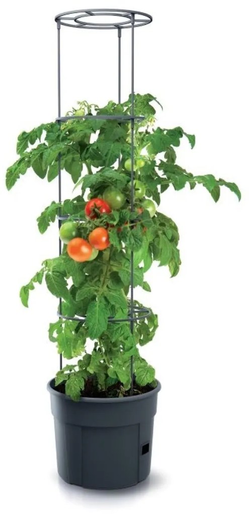 PROSPERPLAST Květináč na pěstování rajčat TOMATO GROWER antracit 29,5cm (max. výška: 115,2cm)