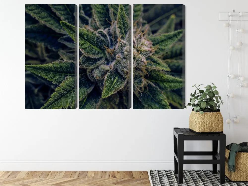 Vícedílný obraz Rostlina Konopí Zblízka Nedostatek Nedostatek Plátno Canvas 60x40