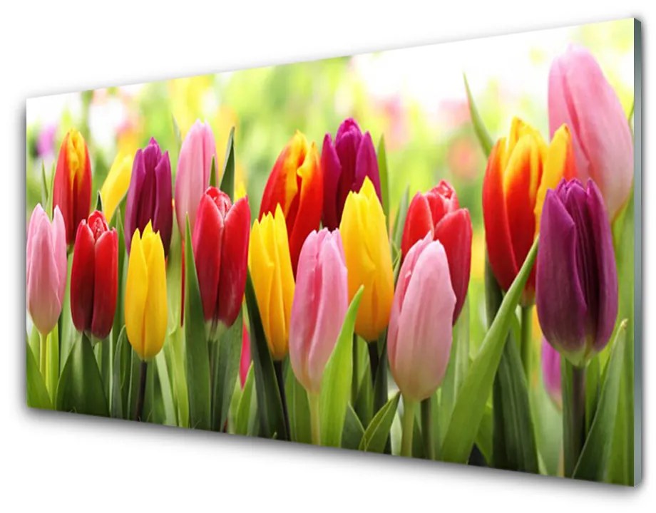 Plexisklo-obraz Tulipány Květiny Příroda 125x50 cm