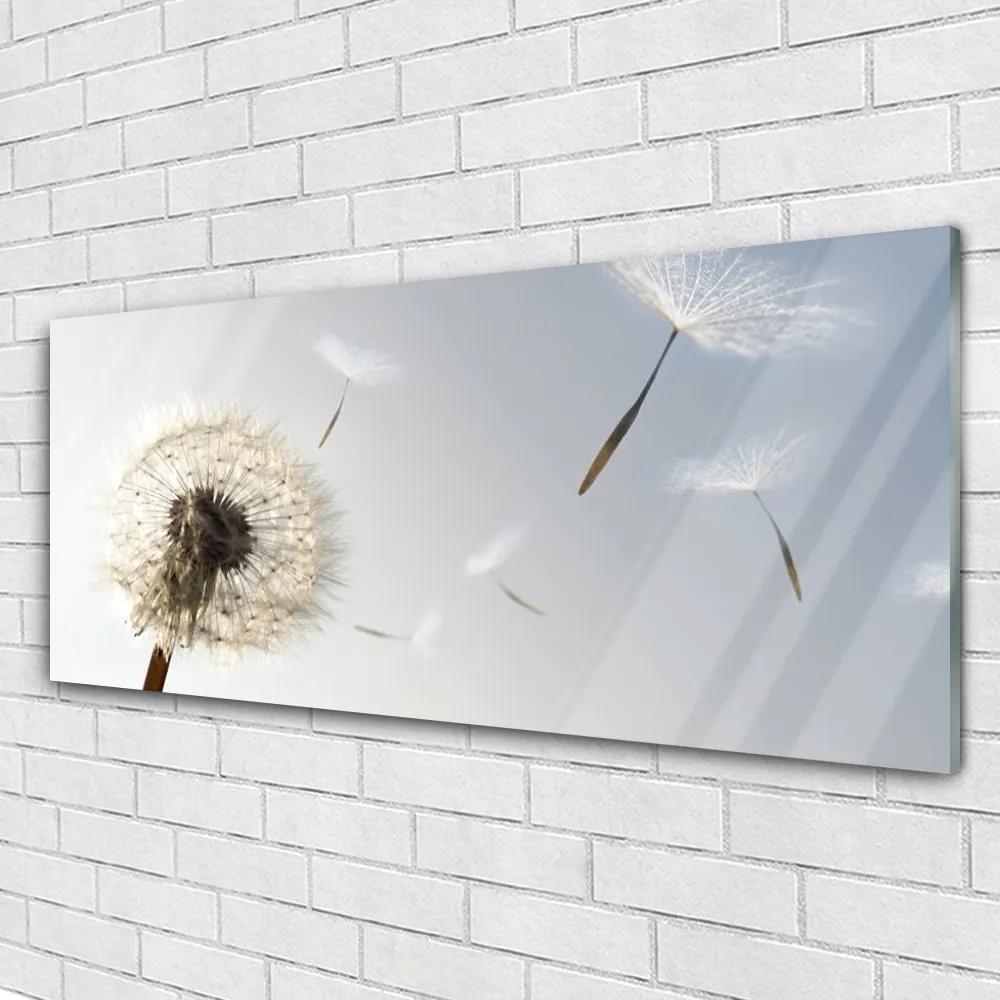 Plexisklo-obraz Pampeliška Květiny Příroda 125x50 cm