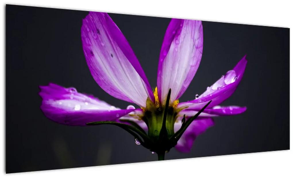 Obraz - květiny (100x40cm)