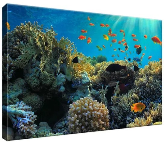 Obraz na plátně Krásný korálový útes 30x20cm 2161A_1T