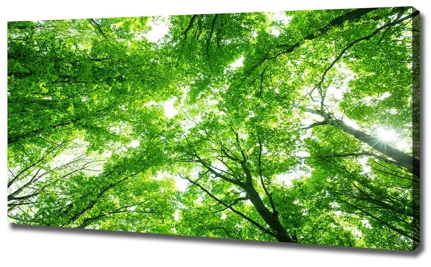 Wallmuralia Foto obraz na plátně Zelený les 120x60 cm