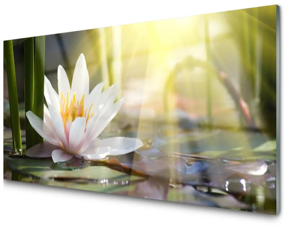 Plexisklo obraz Vodní Lilie Slunce Rybník