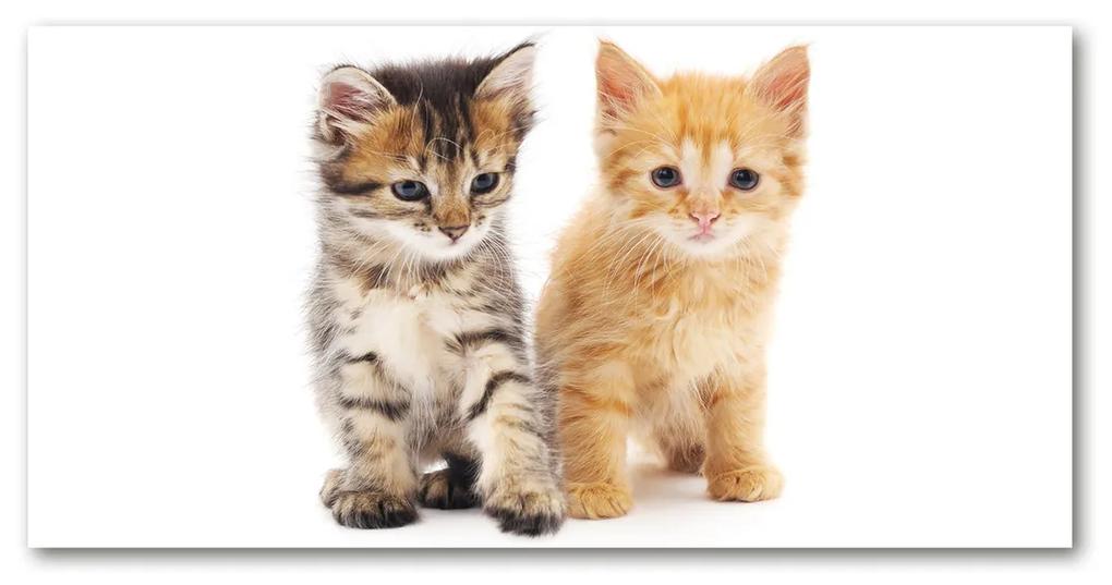 Foto-obrah sklo tvrzené Hnědá a červená kočka