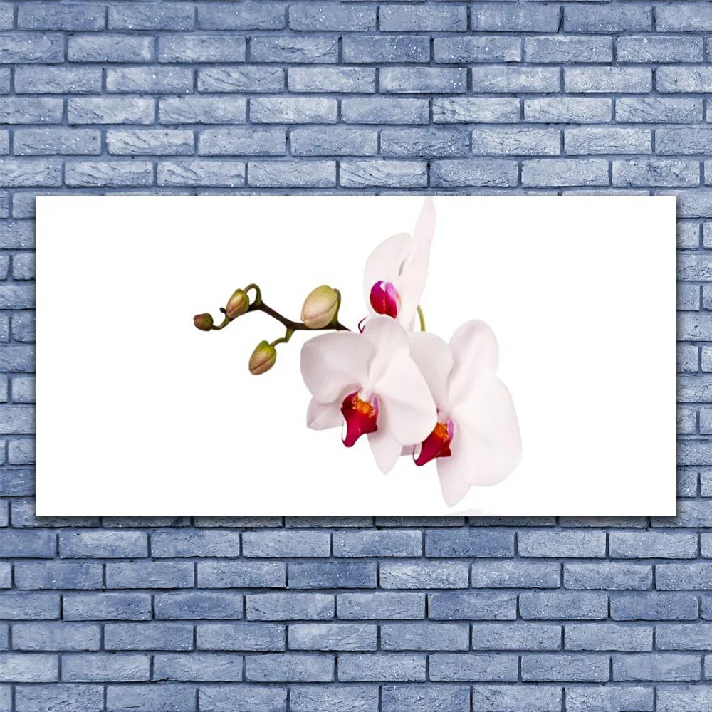 Plexisklo-obraz Květiny Příroda Orchidej 120x60 cm