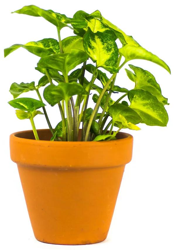 Pokojová rostlina Syngonium podophyllum pixie, průměr 6-7 cm