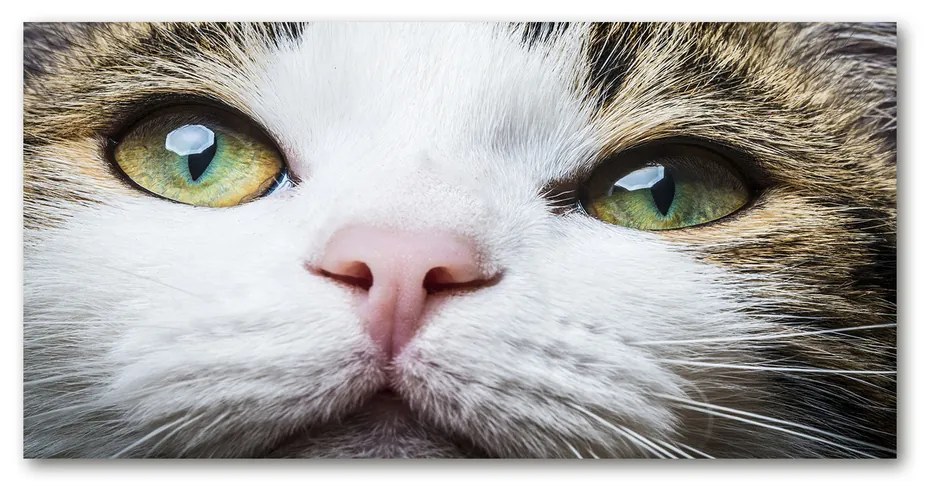 Wallmuralia Foto obraz akrylový Zelené kočičí oči 140x70 cm