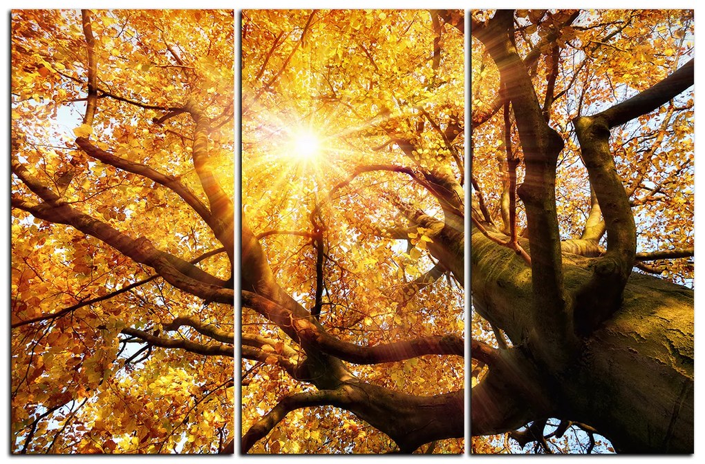 Obraz na plátně - Slunce přes větve stromu 1240B (105x70 cm)