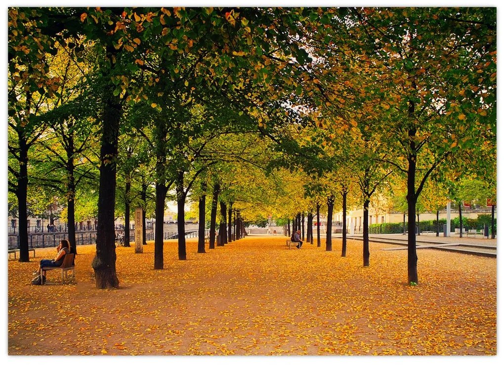Skleněný obraz aleje podzimních stromů (70x50 cm)