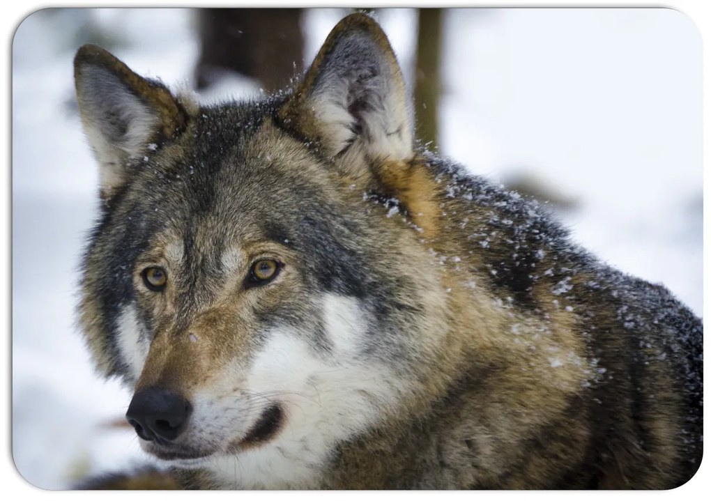 PokojovaDekorace.cz, Prostírání - 367, Vlk, 43x30cm
