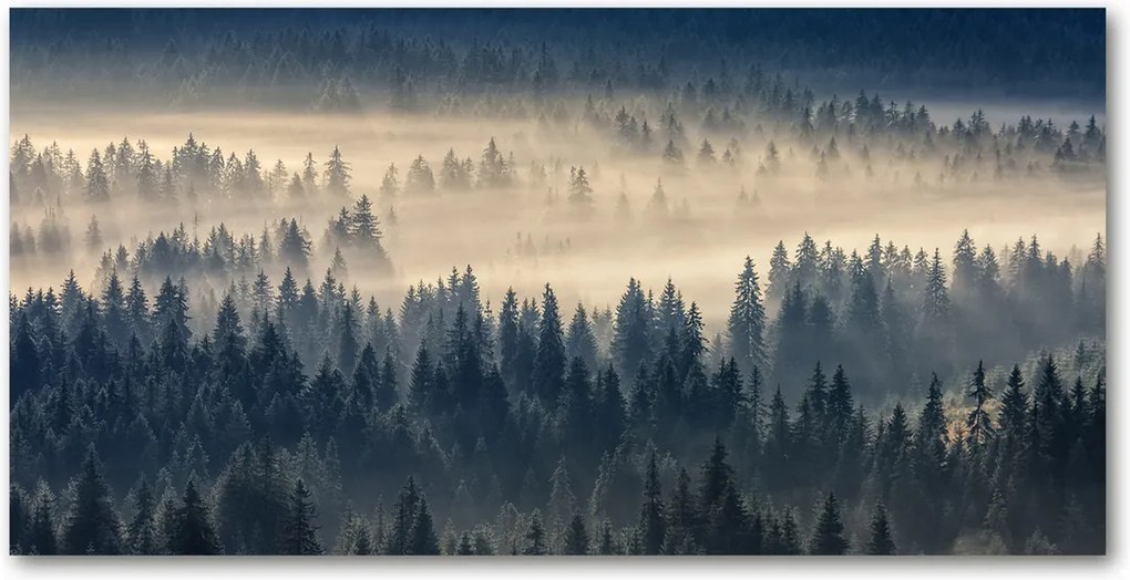 Foto obraz akrylové sklo Mlha nad lesem