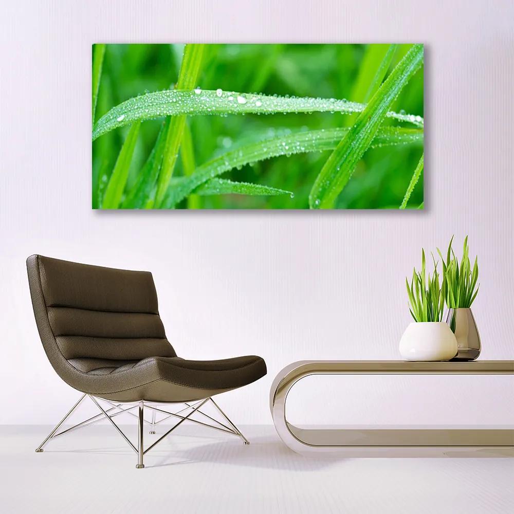 Plexisklo-obraz Listy Kapky Rosy Příroda 120x60 cm