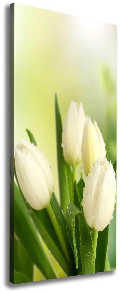 Wallmuralia Foto obraz na plátně Bílé tulipány 50x125 cm