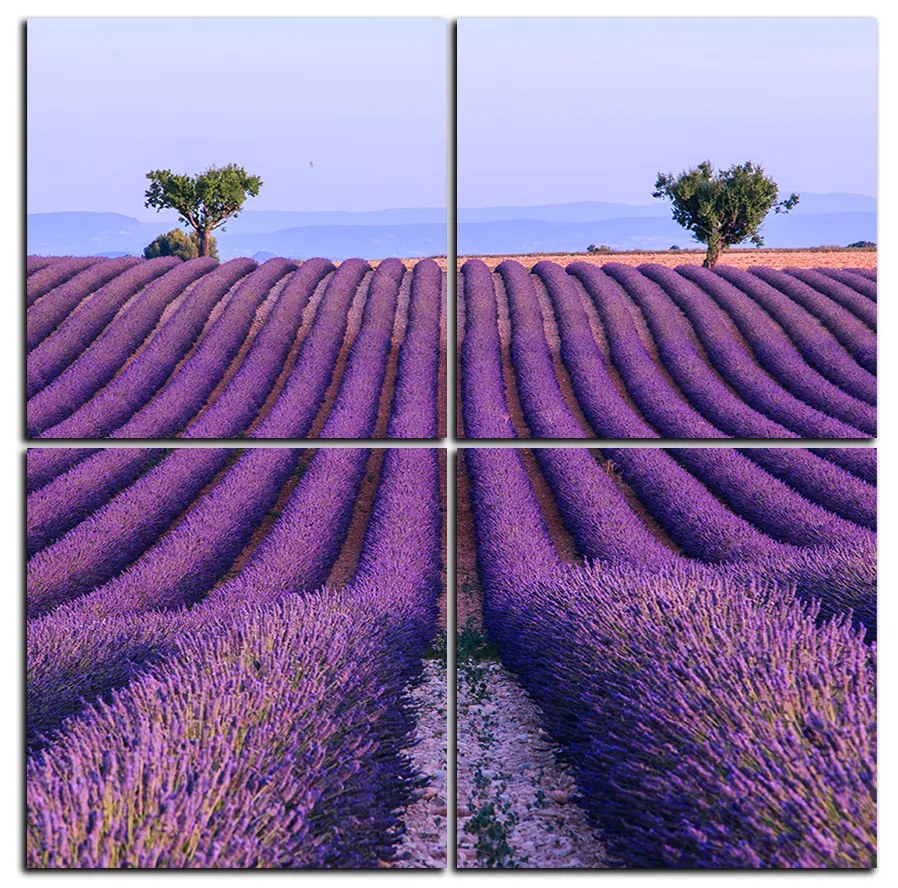 Obraz na plátně - Levandulové pole v létě - čtverec 3234E (100x100 cm)