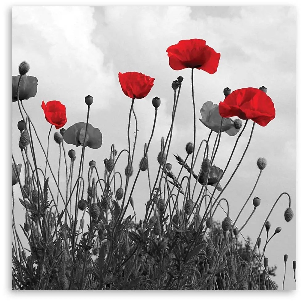 Gario Obraz na plátně Červené květy máku Rozměry: 30 x 30 cm
