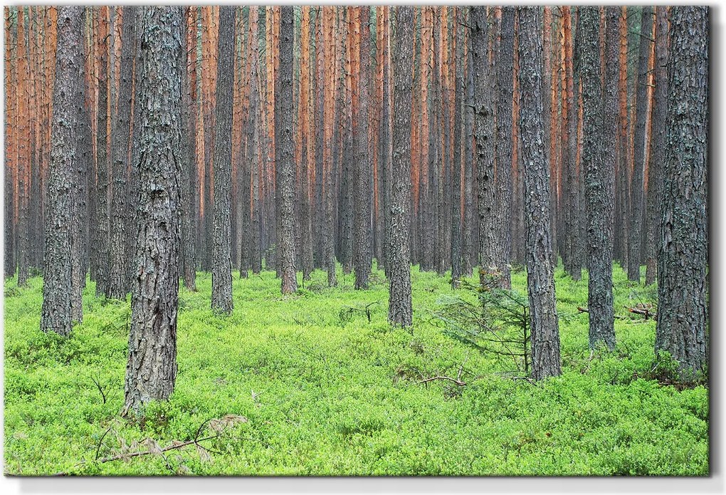 Roztoči Zelený les Dárek Obraz plátno 40x60 cm