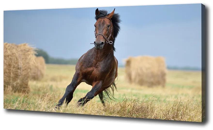 Wallmuralia Foto obraz na plátně Kůň ve cvalu 100x50 cm