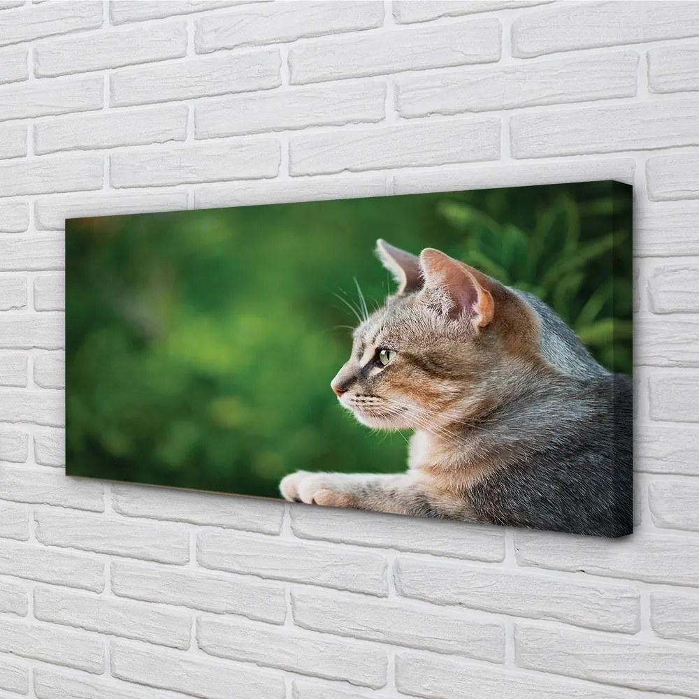 Obrazy na plátně vypadající kočka 100x50 cm