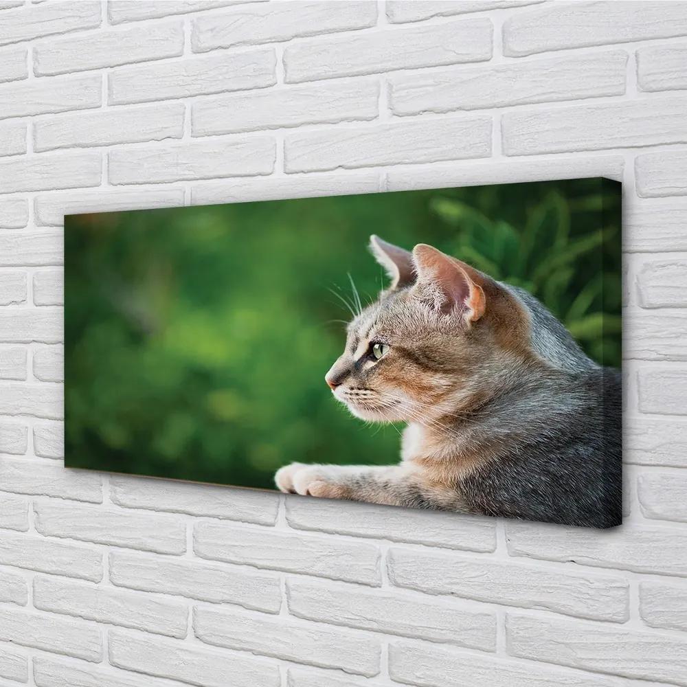 Obrazy na plátně vypadající kočka 125x50 cm