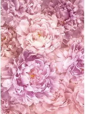Fototapeta Komar, motiv květiny, růžovo-fialová