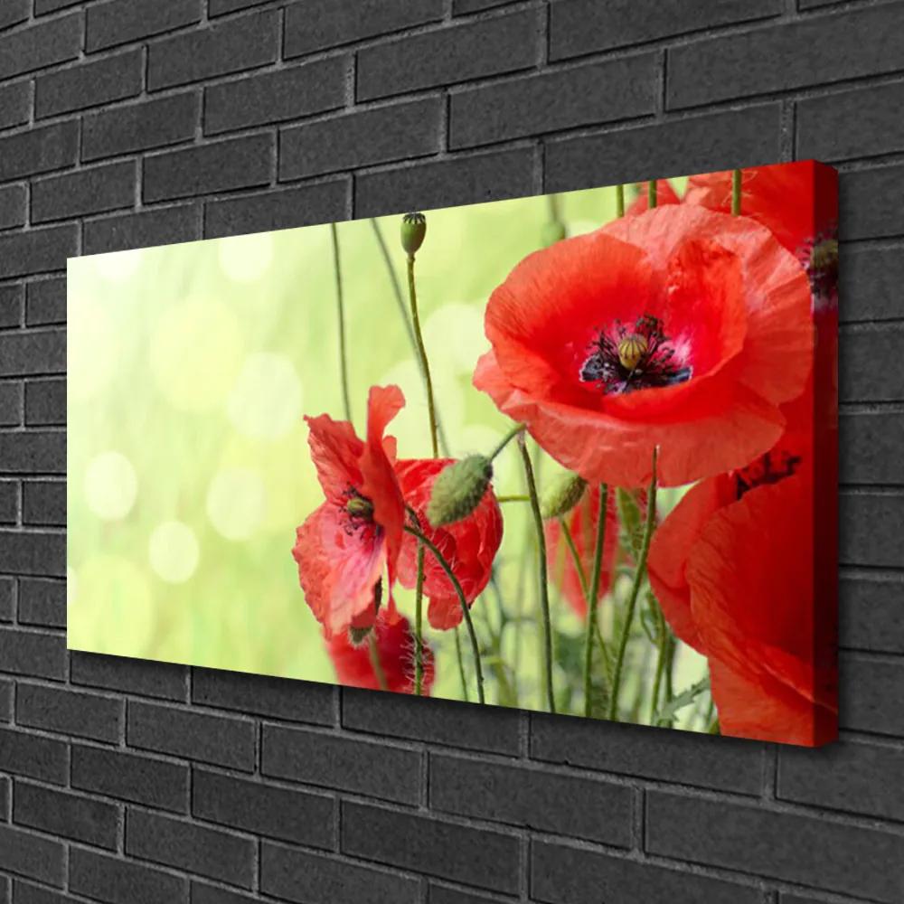 Obraz na plátně Máky Květiny Příroda 120x60 cm