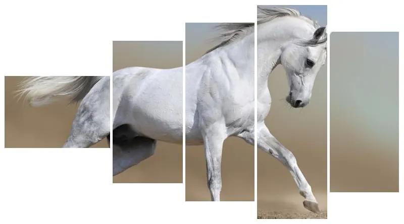 Obraz bílého koně v pohybu  (110x60 cm), 40 dalších rozměrů