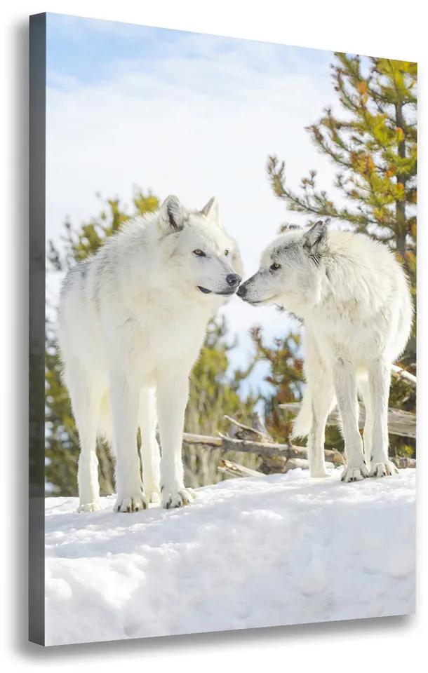Wallmuralia Foto obraz na plátně Dva bílí vlci 70x100 cm