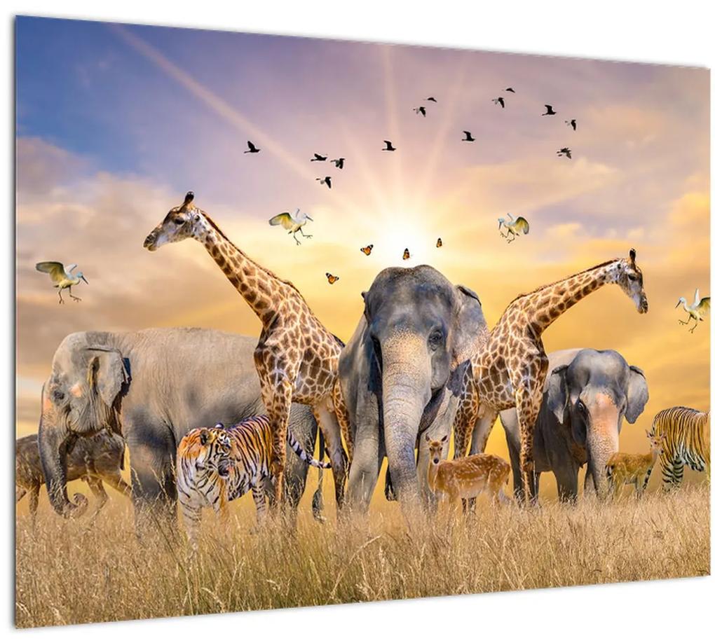 Skleněný obraz - Africká zvířata (70x50 cm)