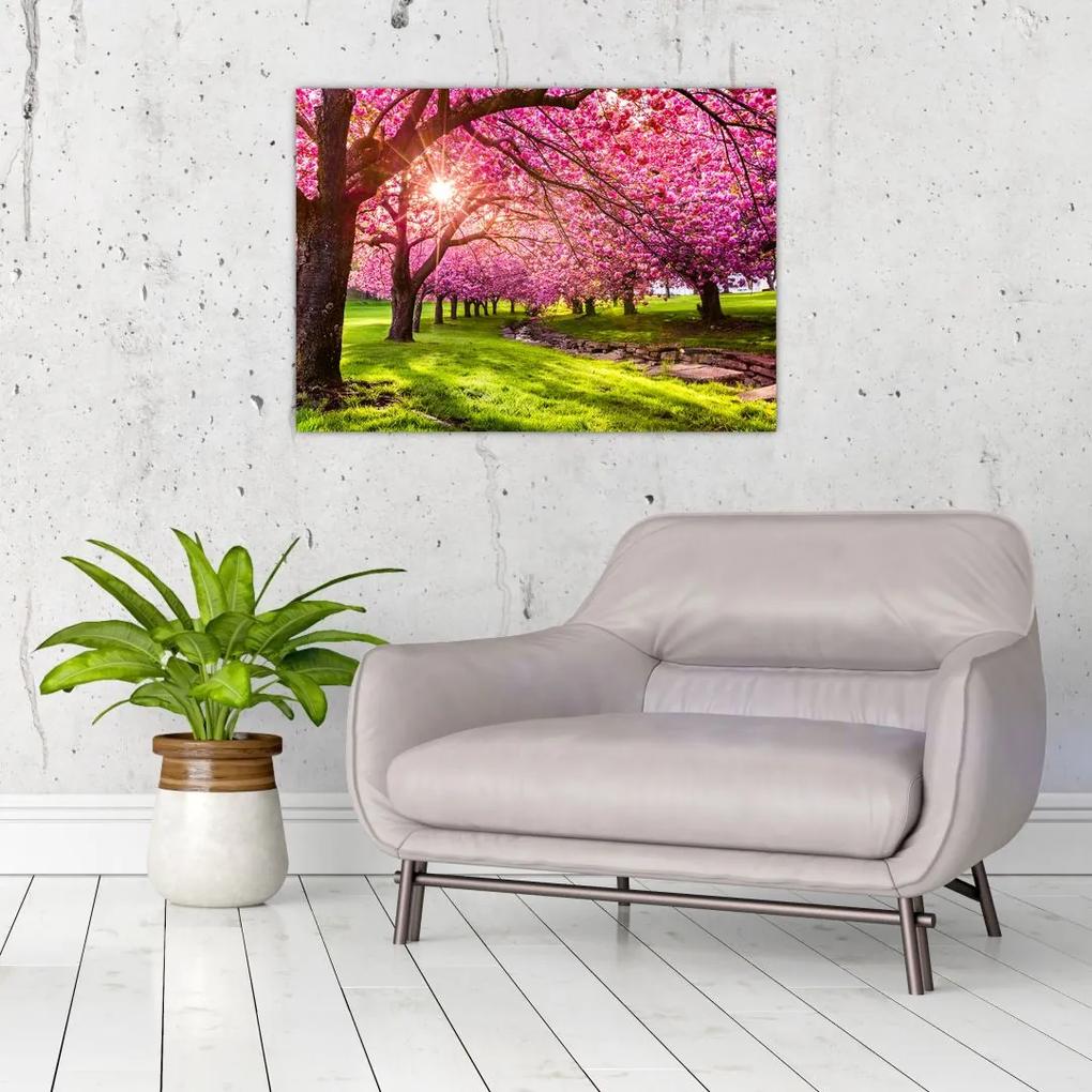 Skleněný obraz rozkvetlých třešní, Hurd Park, Dover, New Jersey (70x50 cm)