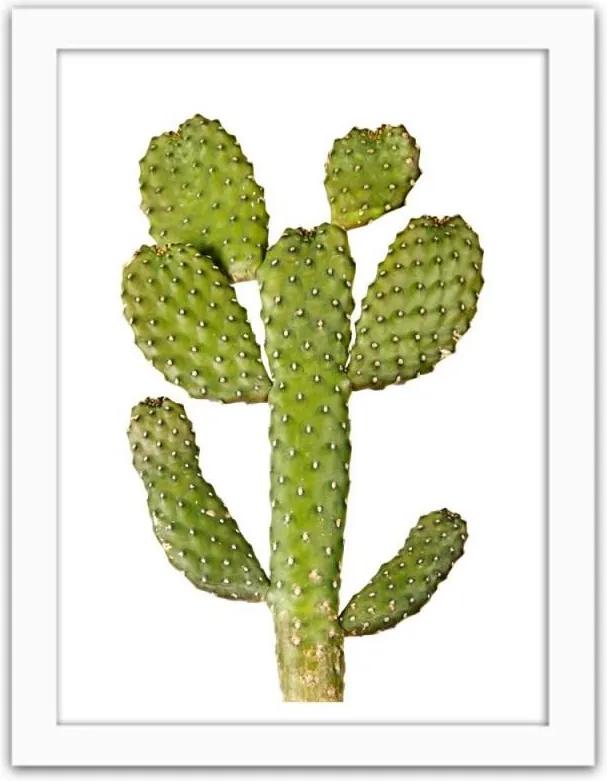 CARO Obraz v rámu - Green Cactus 30x40 cm Bílá