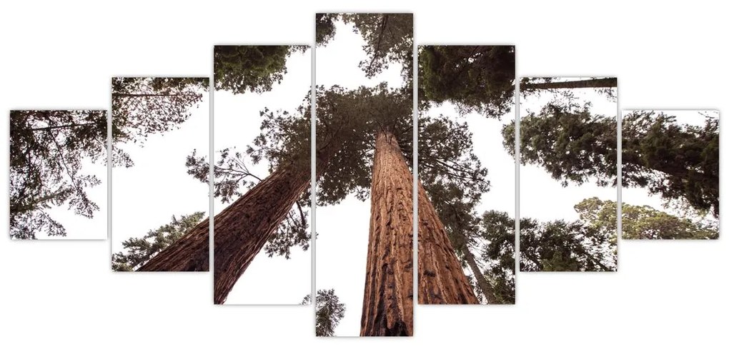 Obraz - Pohled skrz koruny stromů (210x100 cm)