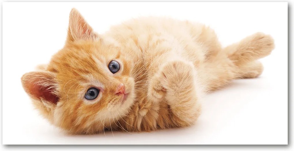 Foto obraz akrylový do obýváku Červená kočka